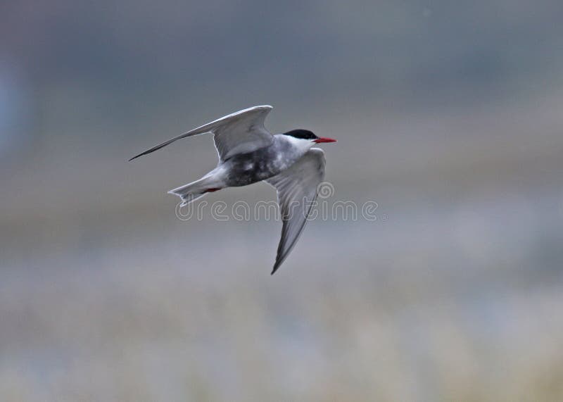 Whiskered Tern stock image. Image of wings, feathers - 149312653