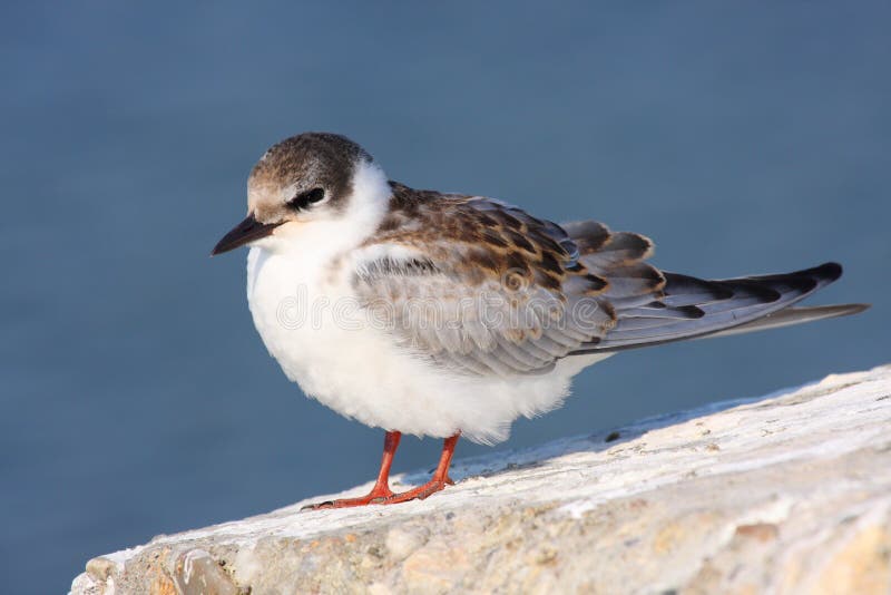 Whiskered Tern Juvenile on Rock Stock Image - Image of wildlife, cute ...