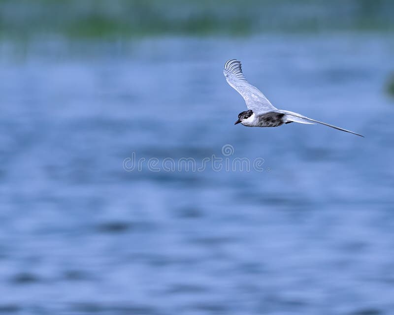 A Whiskered Tern in Search of Food Stock Photo - Image of feather ...