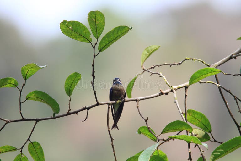 Whiskered Treeswift stock image. Image of bird, treeswift - 42342907