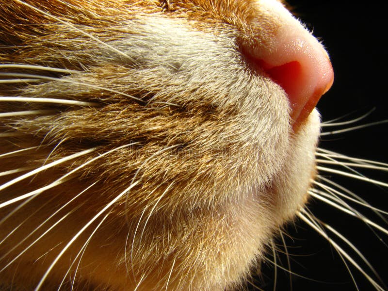 Whiskers stock image. Image of whiskers, mussel, contrast - 95039097