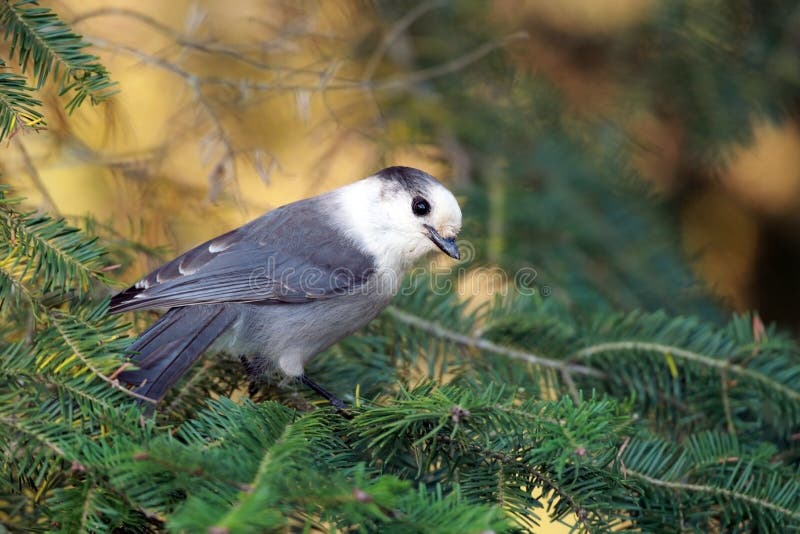 Whiskey Jack stock photo. Image of closeup, alert, animals - 17192296