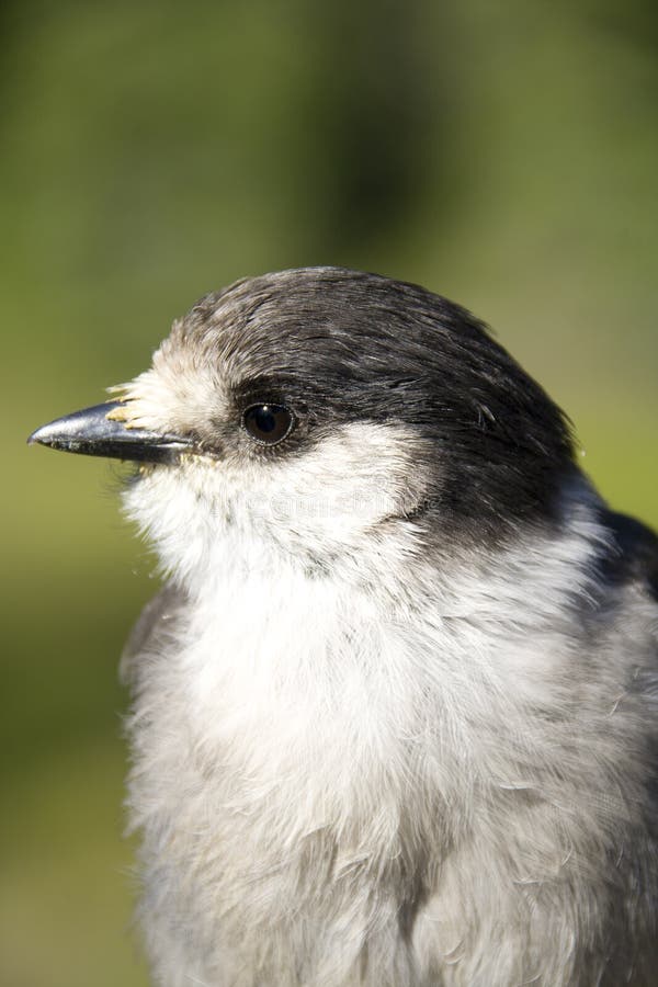 Whiskey Jack stock photo. Image of grey, nature, horizontal - 82586152