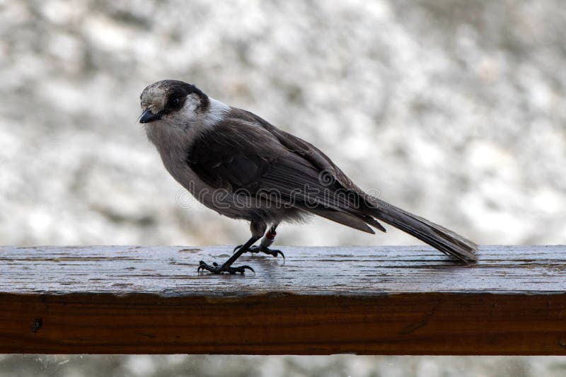 Whisky Jack Bird on a Handrail Stock Image - Image of animal, feathers ...