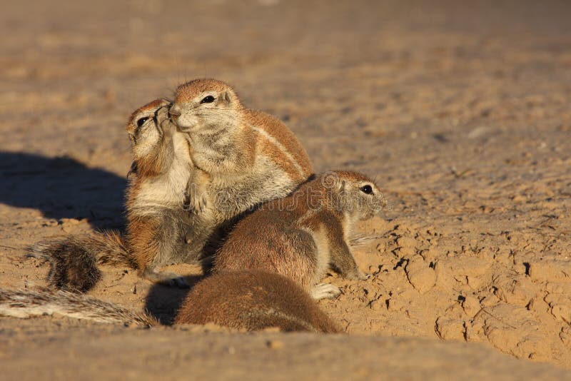 1,131 Baby Ground Squirrel Stock Photos - Free & Royalty-Free Stock ...