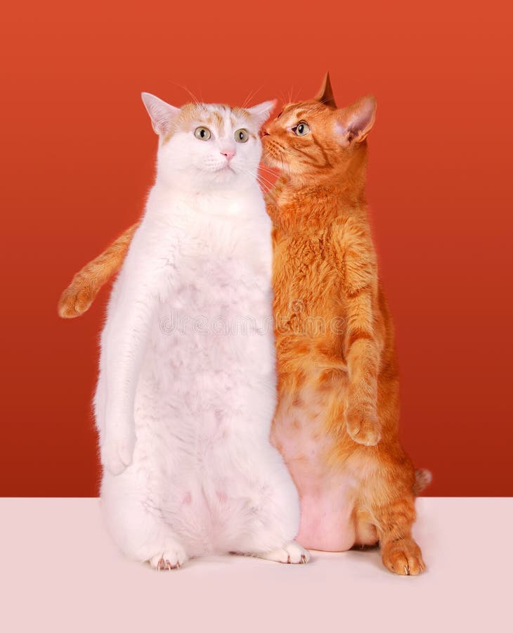 Whispering Cats Stock Photos - Free & Royalty-Free Stock Photos from ...