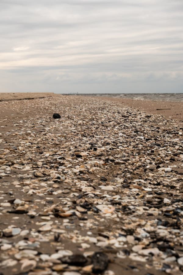 Whispering Shells: Guiding Paths Along the Seaside in Nature S Seashell ...