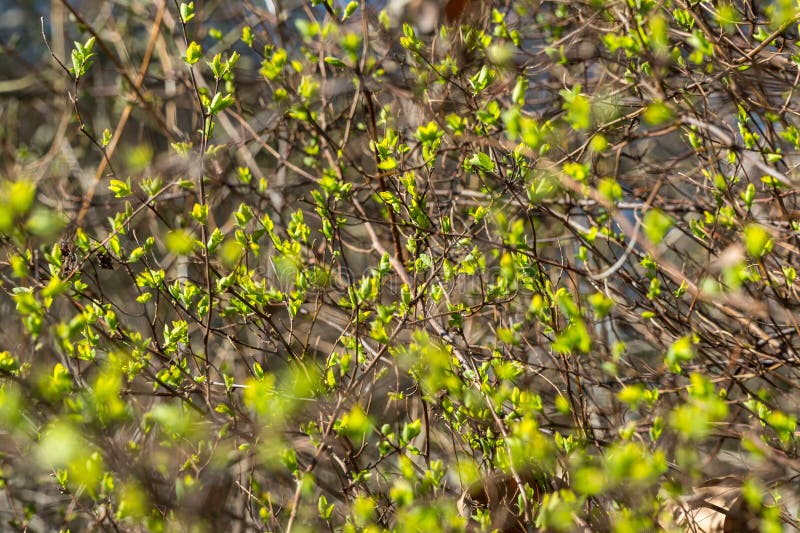 Whispers of Spring in the Underbrush - First Leaves Growing Stock Photo ...