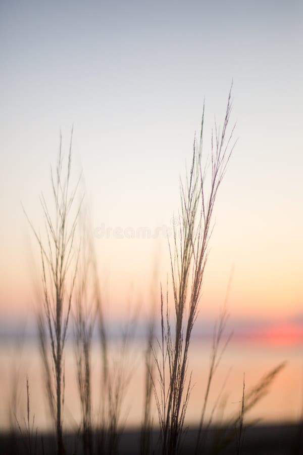 Whispy Beach Grass at Sunset Stock Image - Image of sunrise, natural ...