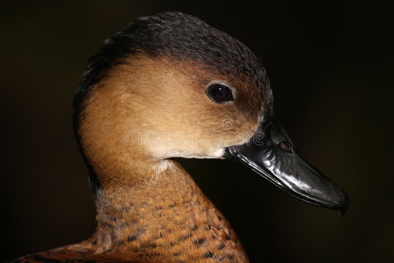 Whistling Duck stock photo. Image of stands, habitat - 107047028