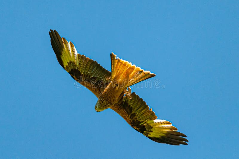 Whistling Kite Flying in the Sky Stock Photo - Image of predator ...