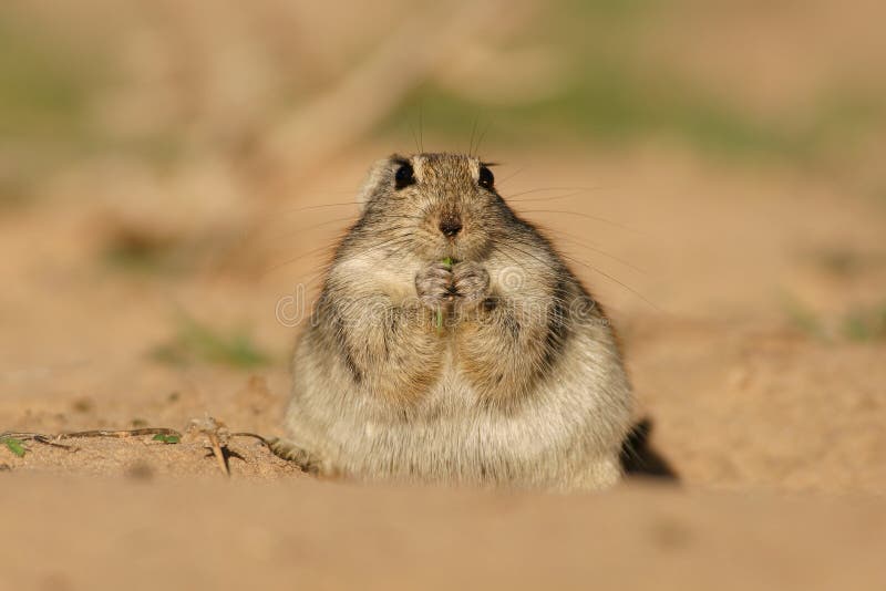 Whistling rat stock photo. Image of environment, feed - 14581288