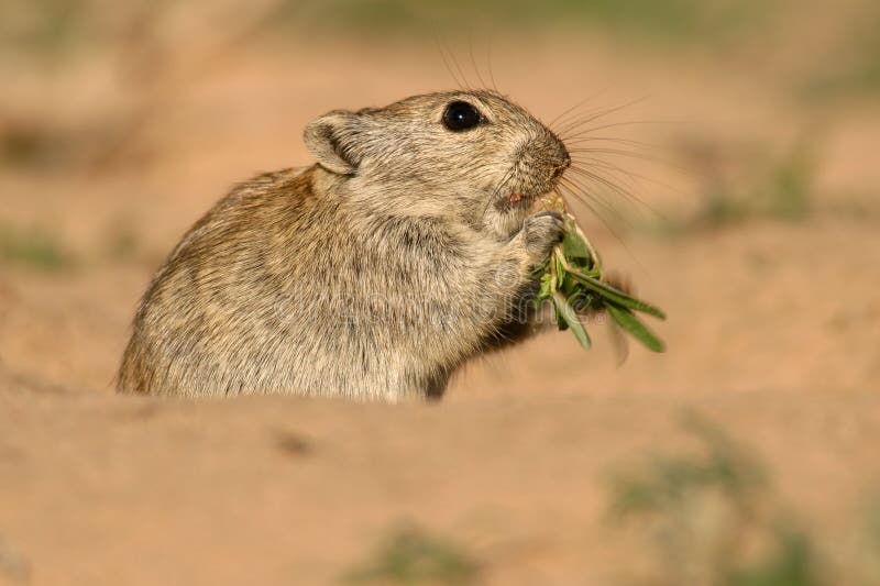 Whistling rat stock photo. Image of mice, kalahari, mouse - 552078