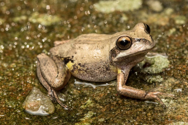 Whistling Tree Frog stock image. Image of vereauxi, litoria - 190506611