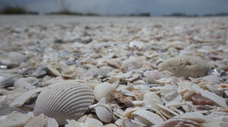 Whit Broken Shells on the Beach Stock Image - Image of beach, sharp ...