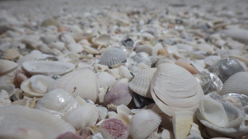 Whit Broken Shells on the Beach Stock Image - Image of season, shells ...