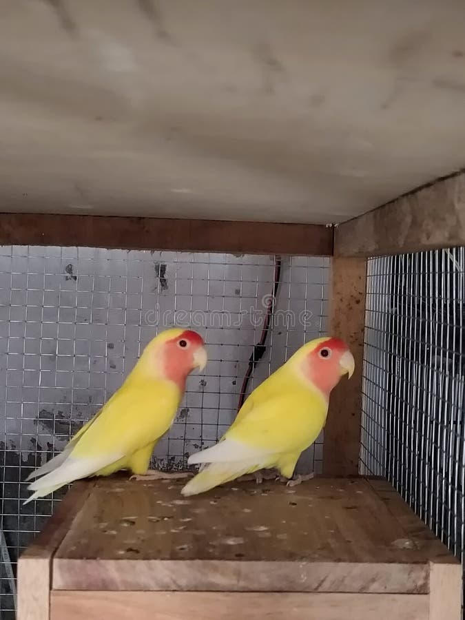 Whit rad yellow Mix Perrot stock photo. Image of yellow - 291252488