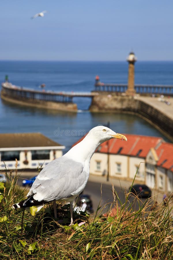 Whitby Gull stock image. Image of avian, chloris, seagull - 196531805