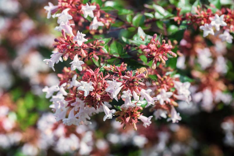 White Abelia Flowers in the Garden, Shallow Depth of Field. Stock Photo ...