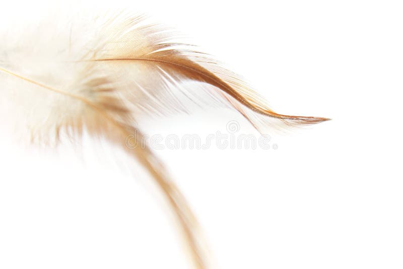 White Background with Beige Feathers Stock Image - Image of bird ...