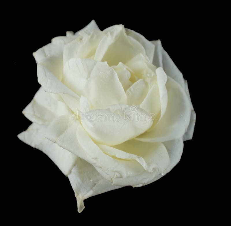 White Rose on Black Background Stock Image - Image of pink, plant ...