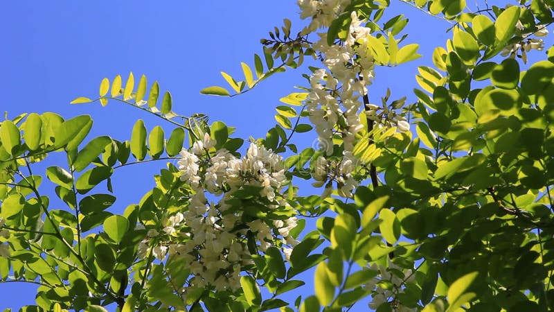 White Acacia Robinier Flowers Stock Video - Video of acacia, robinier ...