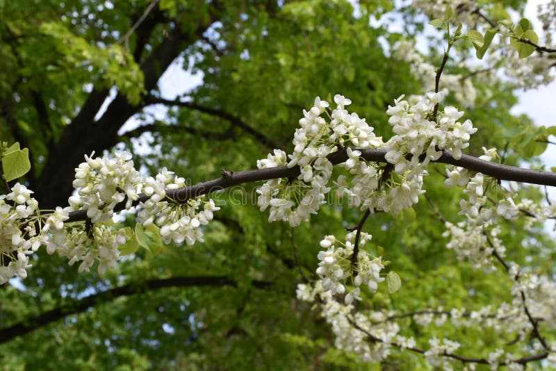 White Acacia Blossoms. Small Flowers on a Horizontal Branch. Blurred ...
