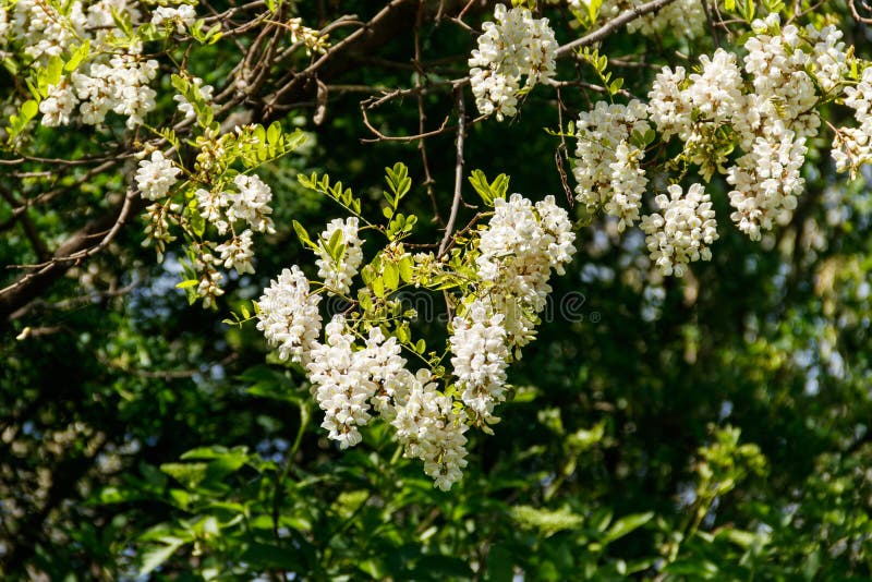White Acacia Flower Robinia Pseudoacacia. Acacia Tree Bloom Stock Photo ...