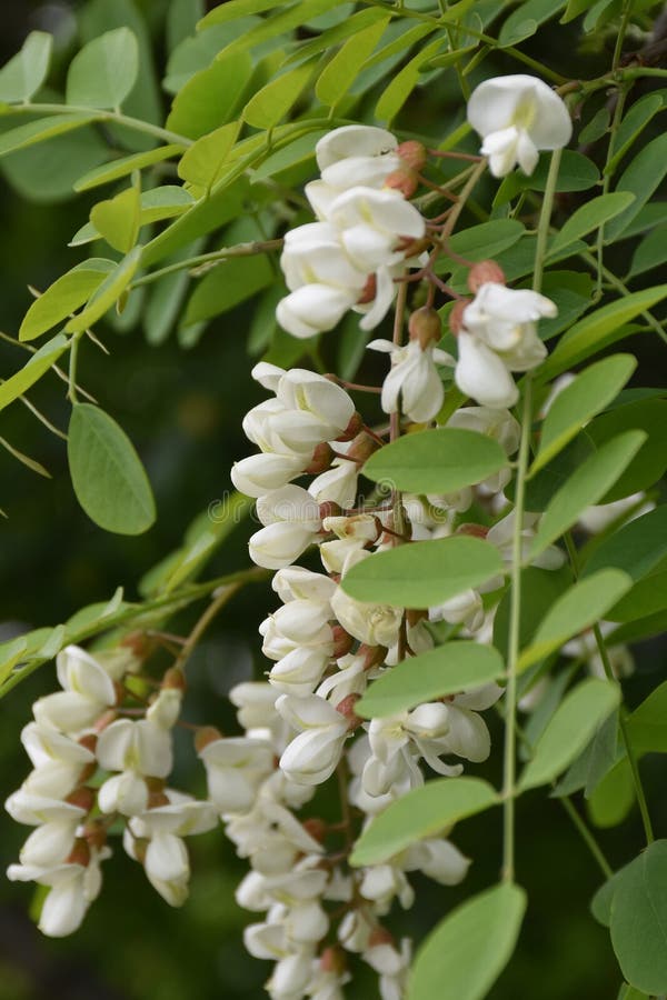 White Acacia Flowers, Side by Side with Leaves. Blurred Stock Image ...