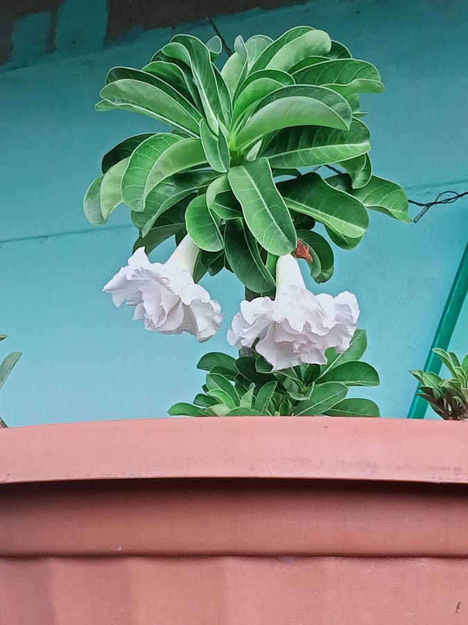 White Adenium First Blooming Stock Image - Image of blooming, bloomi ...
