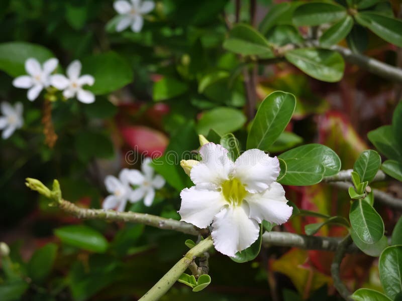 White Adenium Flower with Close Up View Stock Image - Image of garden ...