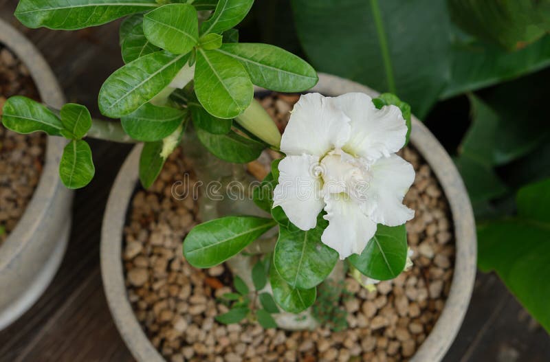 White Adenium Flower in a Pot Stock Photo - Image of freshness, bonsai ...