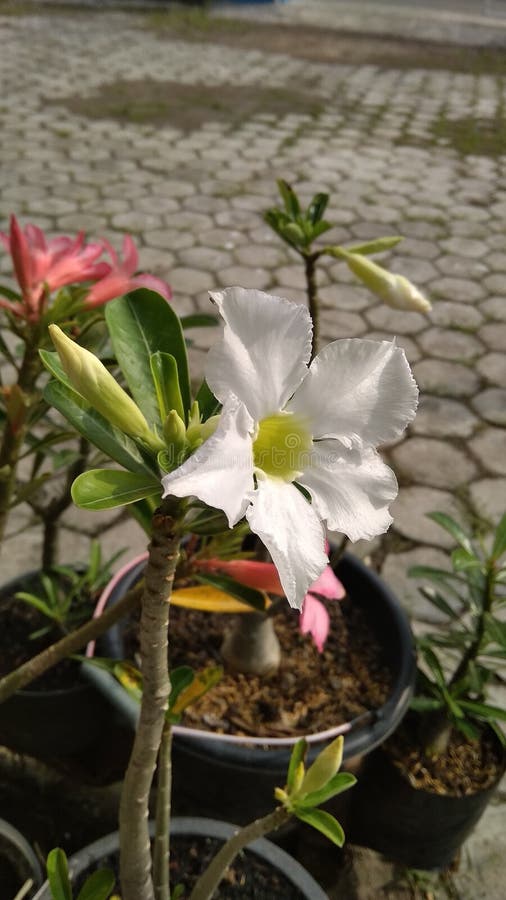 White adenium flowers stock image. Image of produce - 238248869
