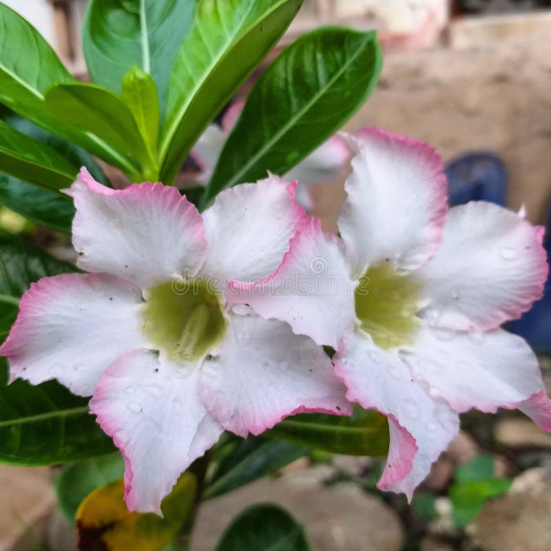 White Adenium obesum stock photo. Image of blossom, white - 188071626