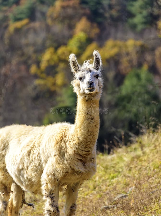 Alpaca field stock image. Image of trees, oregon, ranch - 715855