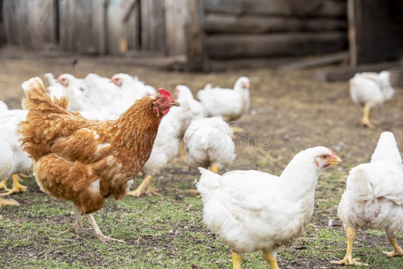 White Adult Broilers and Red Chicken are Walking Stock Photo - Image of ...