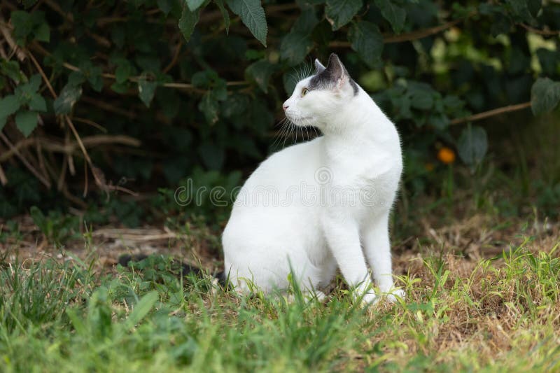 White Adult Cat Sitting in Grass and Looking Back Stock Photo - Image ...