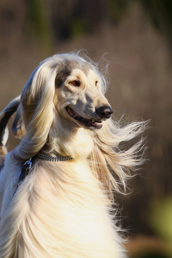 White afghan hound stock image. Image of grooming, attentive - 22068657
