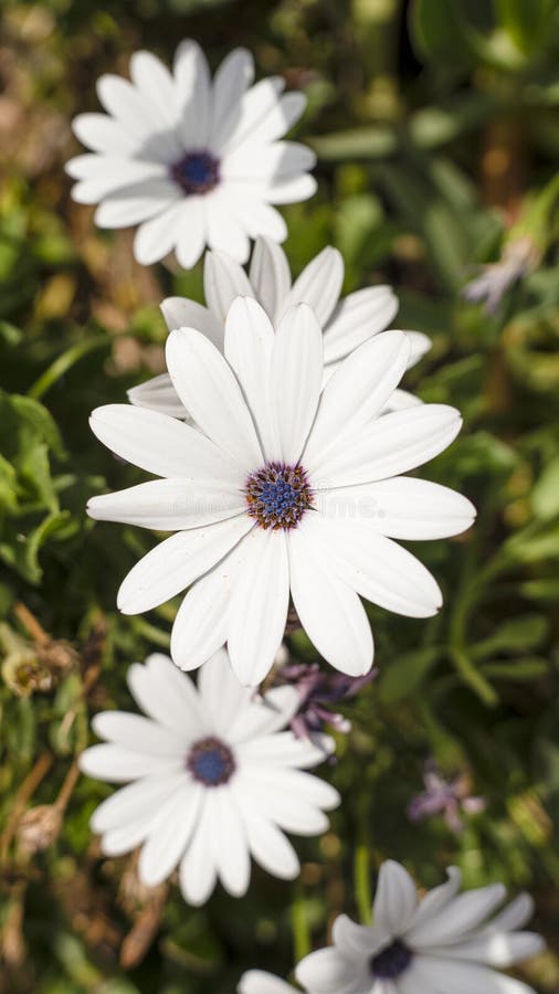 White African Daisy Dimorphotheca in Garden Stock Photo - Image of ...