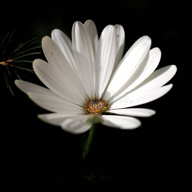 White African Daisy with Pine Needles and Side Lighting on Dark ...