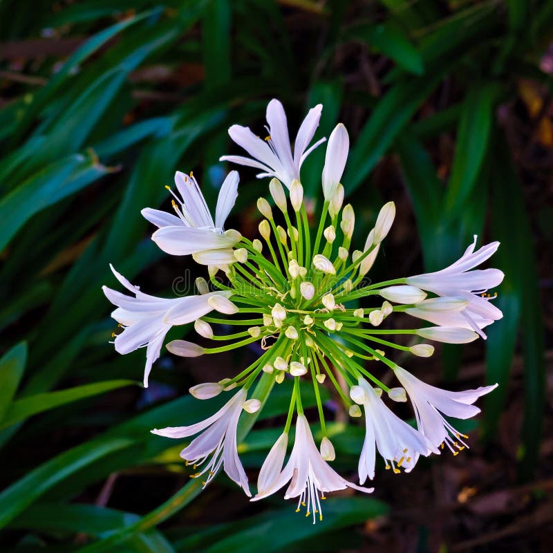 White African Lily Flower Head Stock Photo - Image of lily, flower ...