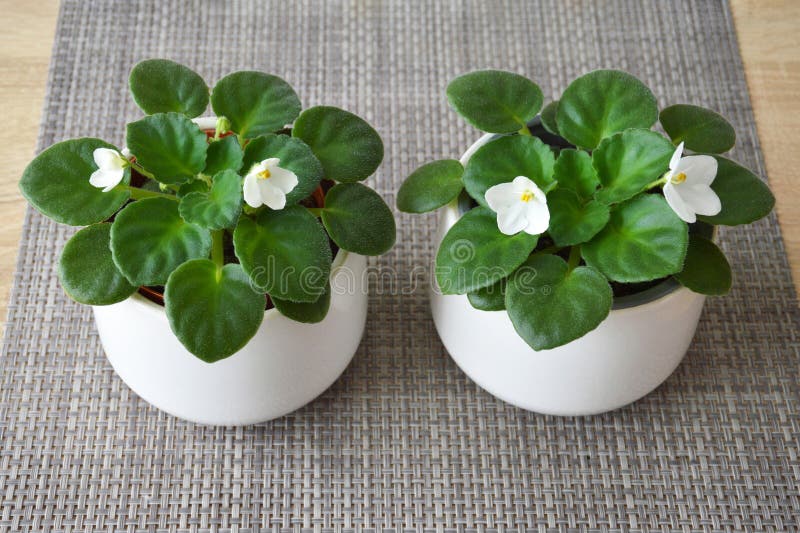 White African Violets in Pots. Potted Houseplants on the Table Stock ...