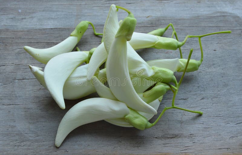 White Agasta on Wood Background Stock Photo - Image of sesban, digest ...