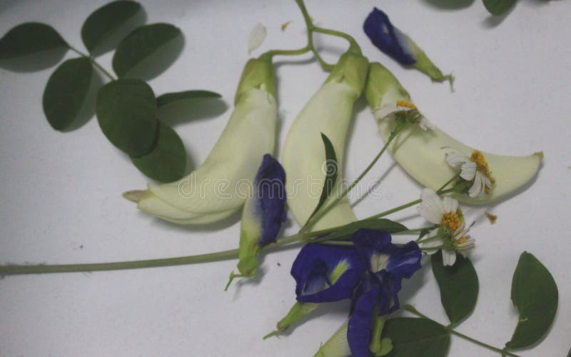 White Agati Flower from Central Indonesia Stock Photo - Image of exotic ...