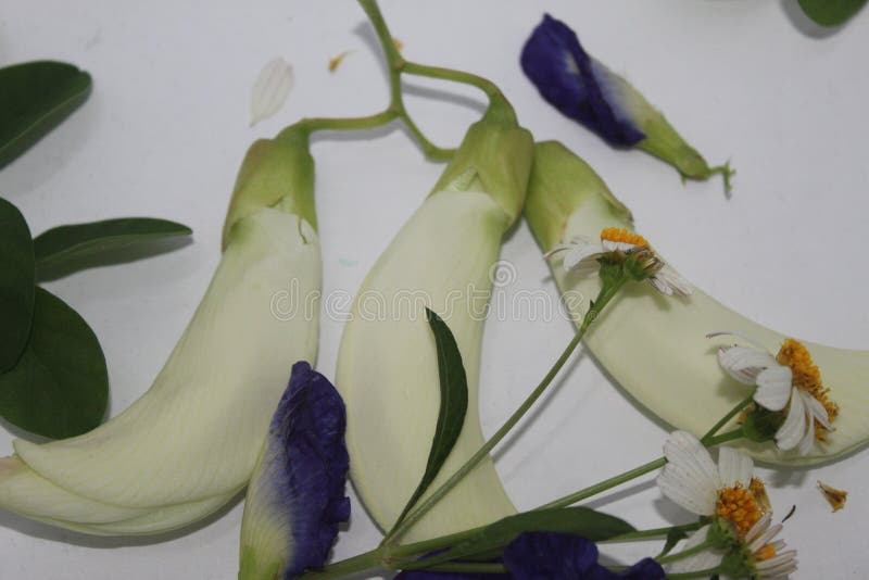 White Agati Flower from Central Indonesia Stock Image - Image of green ...