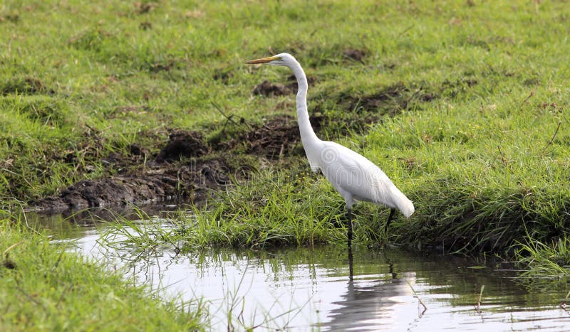 White aigret in the river stock photo. Image of stork - 48714782