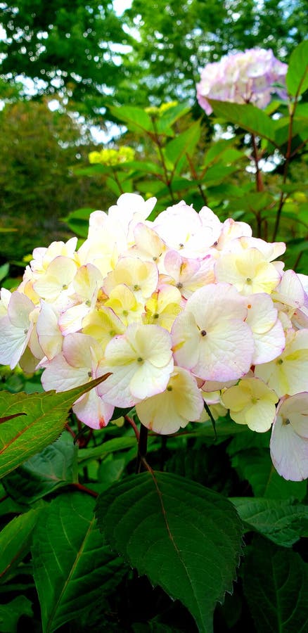 White ajisai stock image. Image of japan, ajisai, white - 118832451