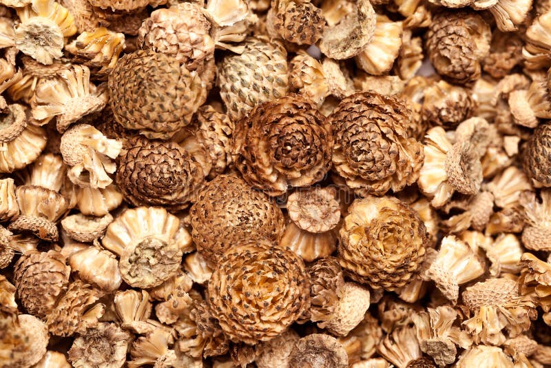 White Akarkara Seeds ( Anacyclus Pyrethrum ) Stock Photo - Image of ...