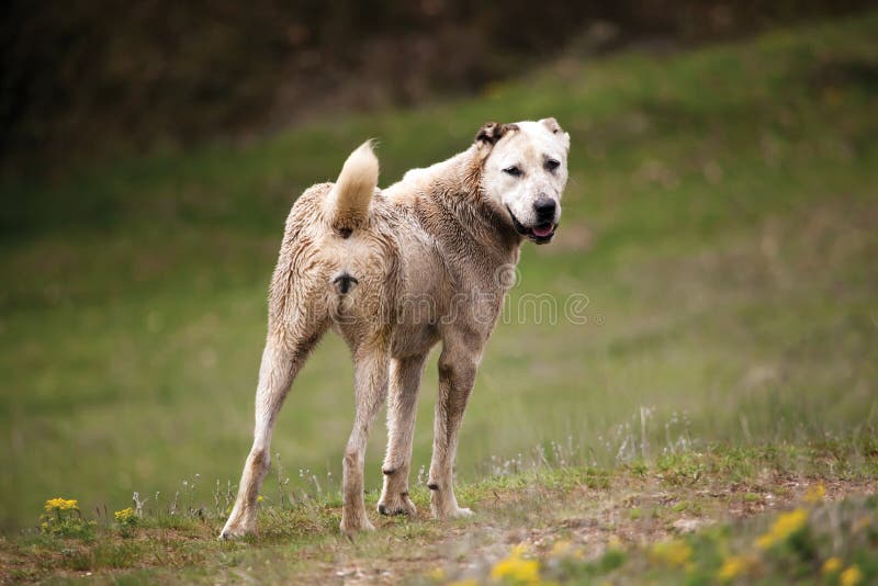 White alabai dog stock photo. Image of shepherd, beautiful - 40696906