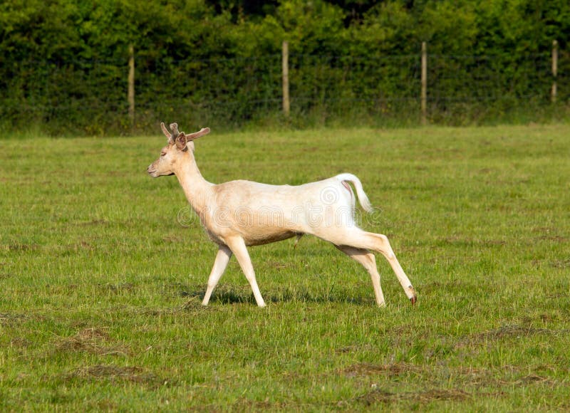Albino deer stock image. Image of herbivorous, albino - 6795921